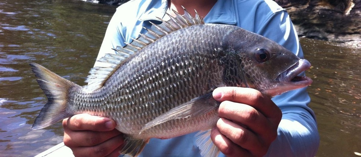 Berowra Waters – 2082